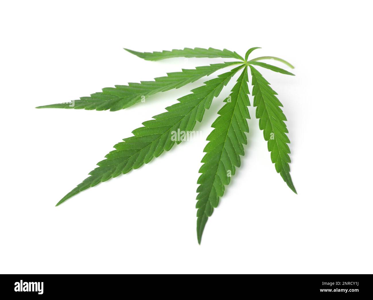 Hemp leaf science Cut Out Stock Images & Pictures - Alamy