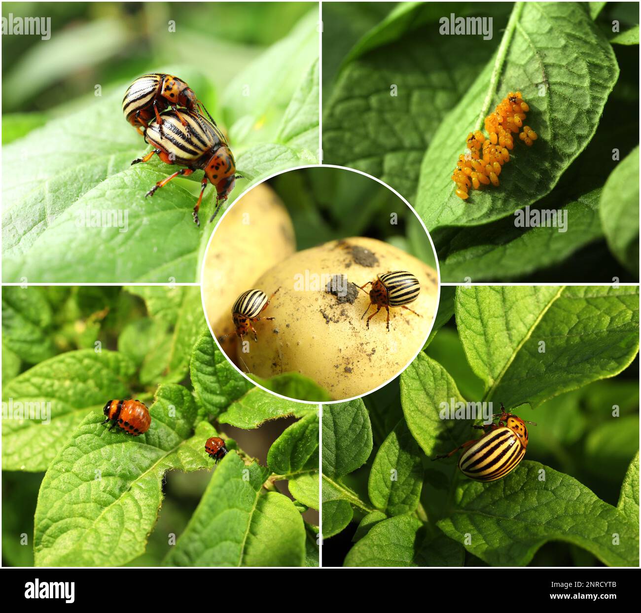 Collage with different photos of Colorado potato beetles on green ...