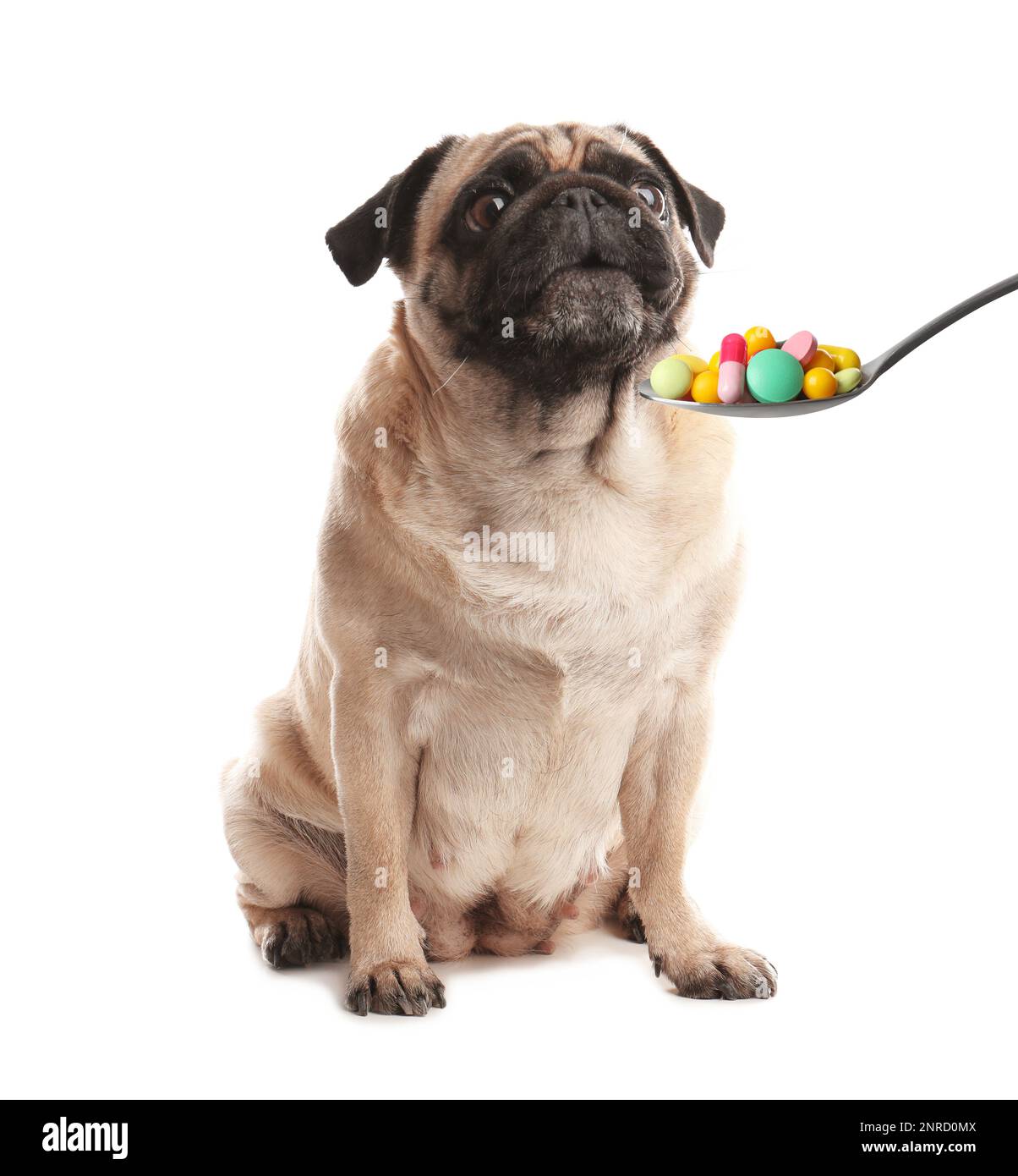 Cute pug dog and spoon full of different pills on white background ...