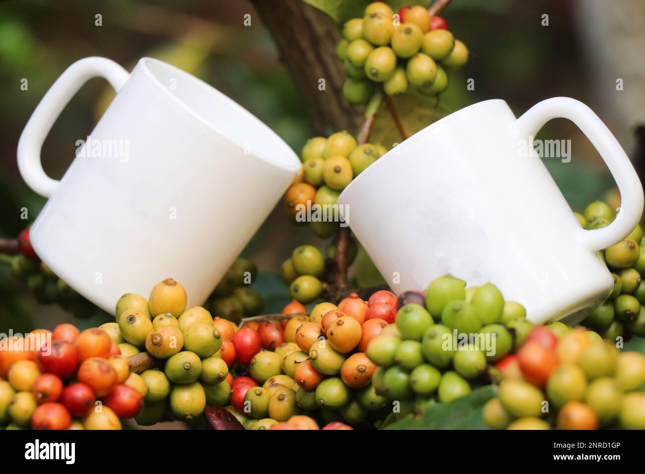Coffee seeds growing on a plantation with ripe and unripe coffee beans ...