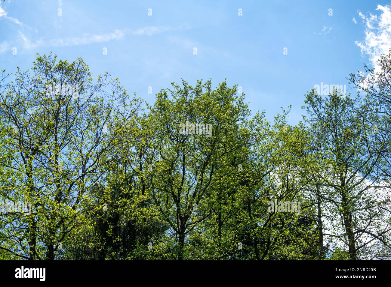 Forest areas in Germany photographed in the spring month of May Stock ...