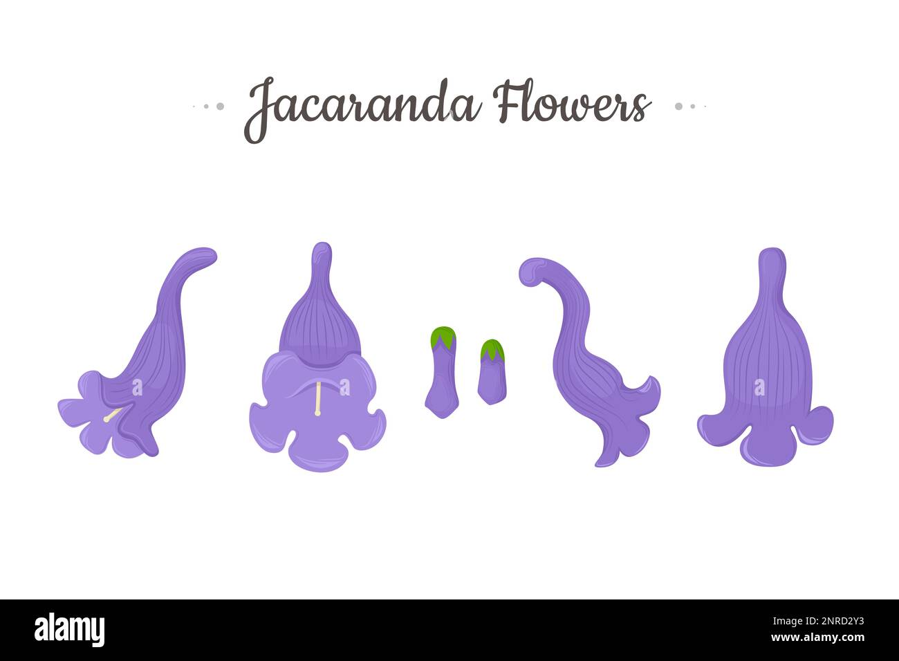 Jacaranda Mimosifolia tree. Purple Flowers and buds set Stock Vector ...