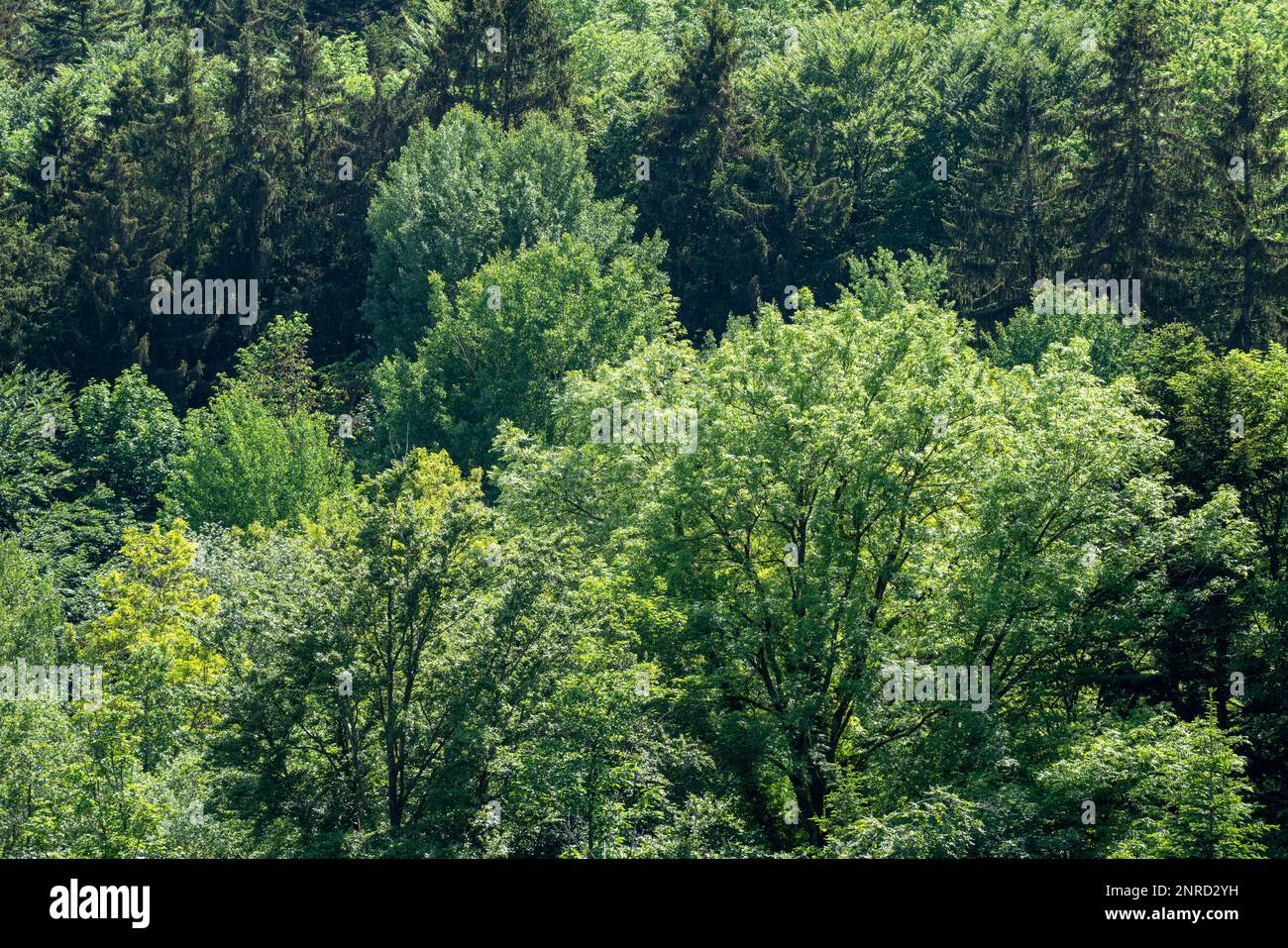 Forest areas in Germany photographed in the spring month of May Stock ...