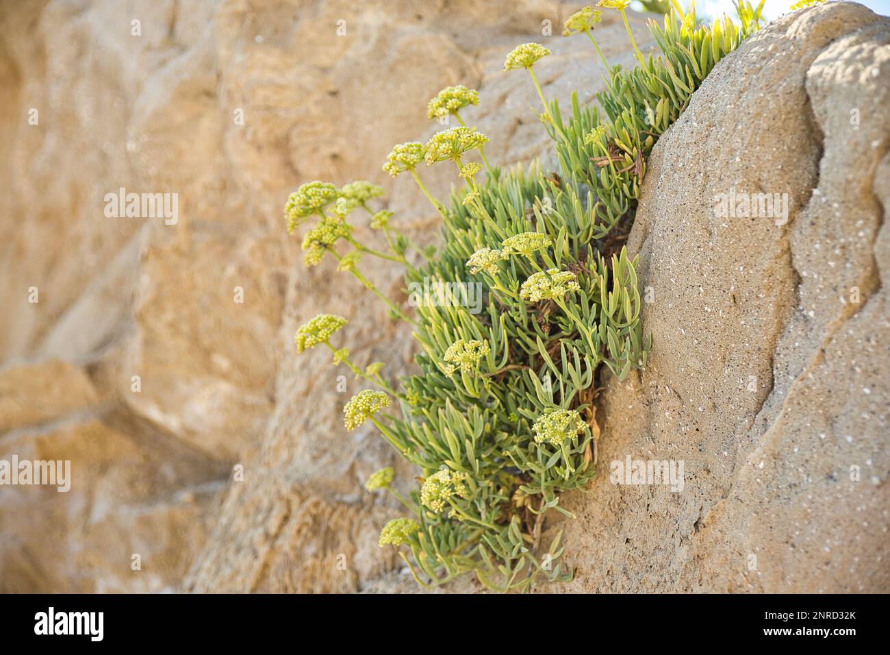 Sand coloured rock hi-res stock photography and images - Alamy