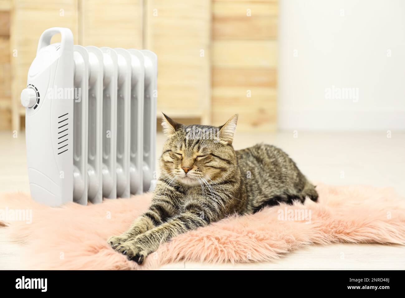 Domestic cat heater hi-res stock photography and images - Alamy