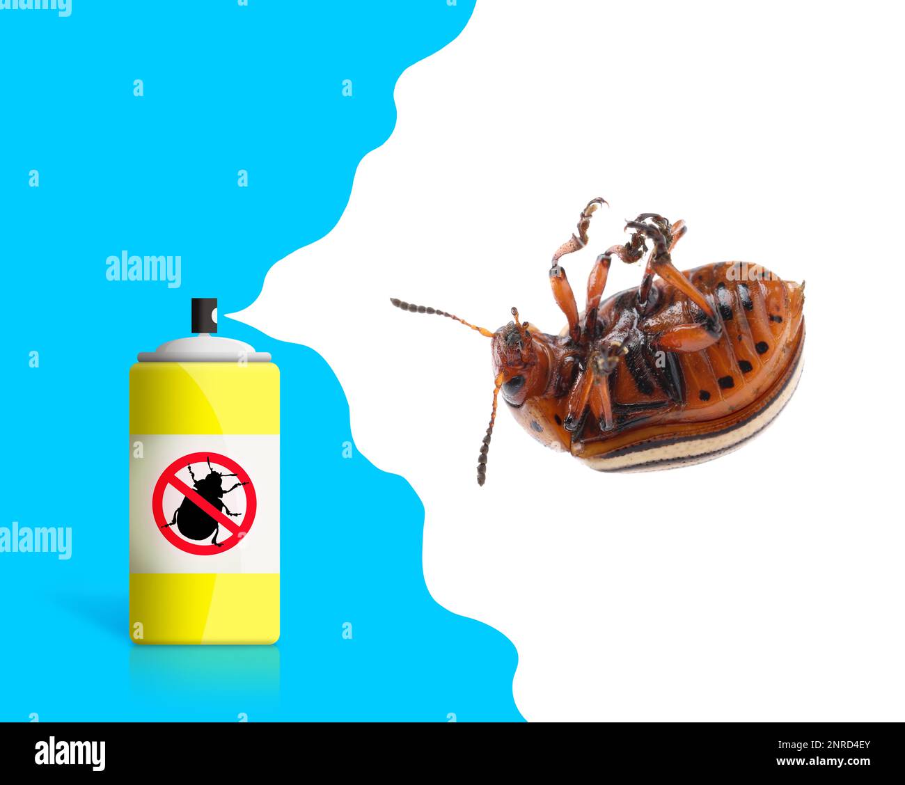 Insecticide and dead Colorado potato beetle on color background Stock ...