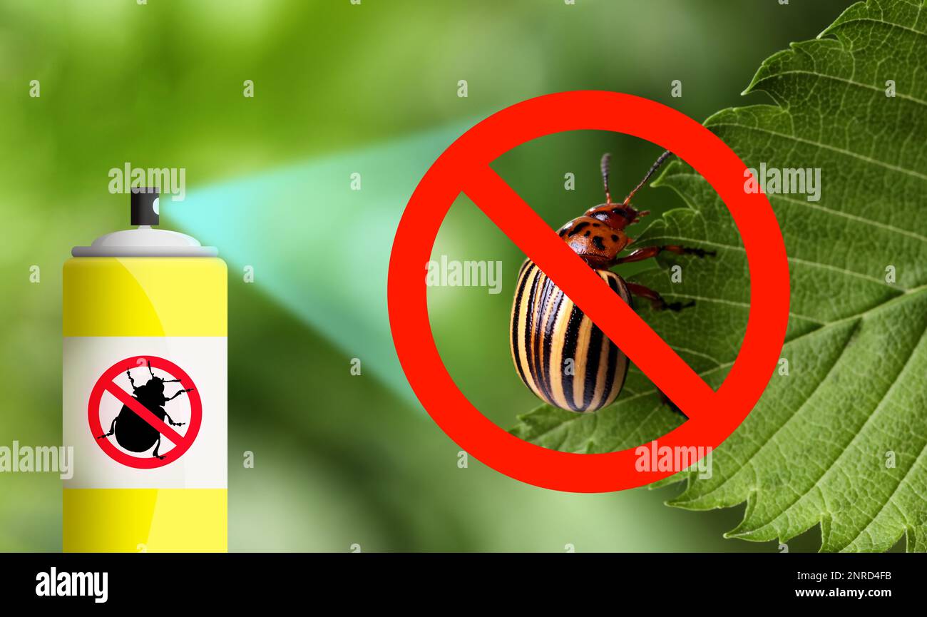 Using insecticide to kill Colorado potato beetle outdoors Stock Photo ...