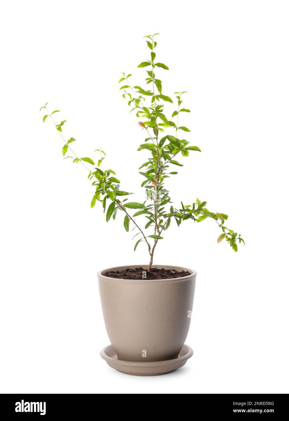 Pomegranate Plant With Green Leaves In Pot On White Background Stock 4571