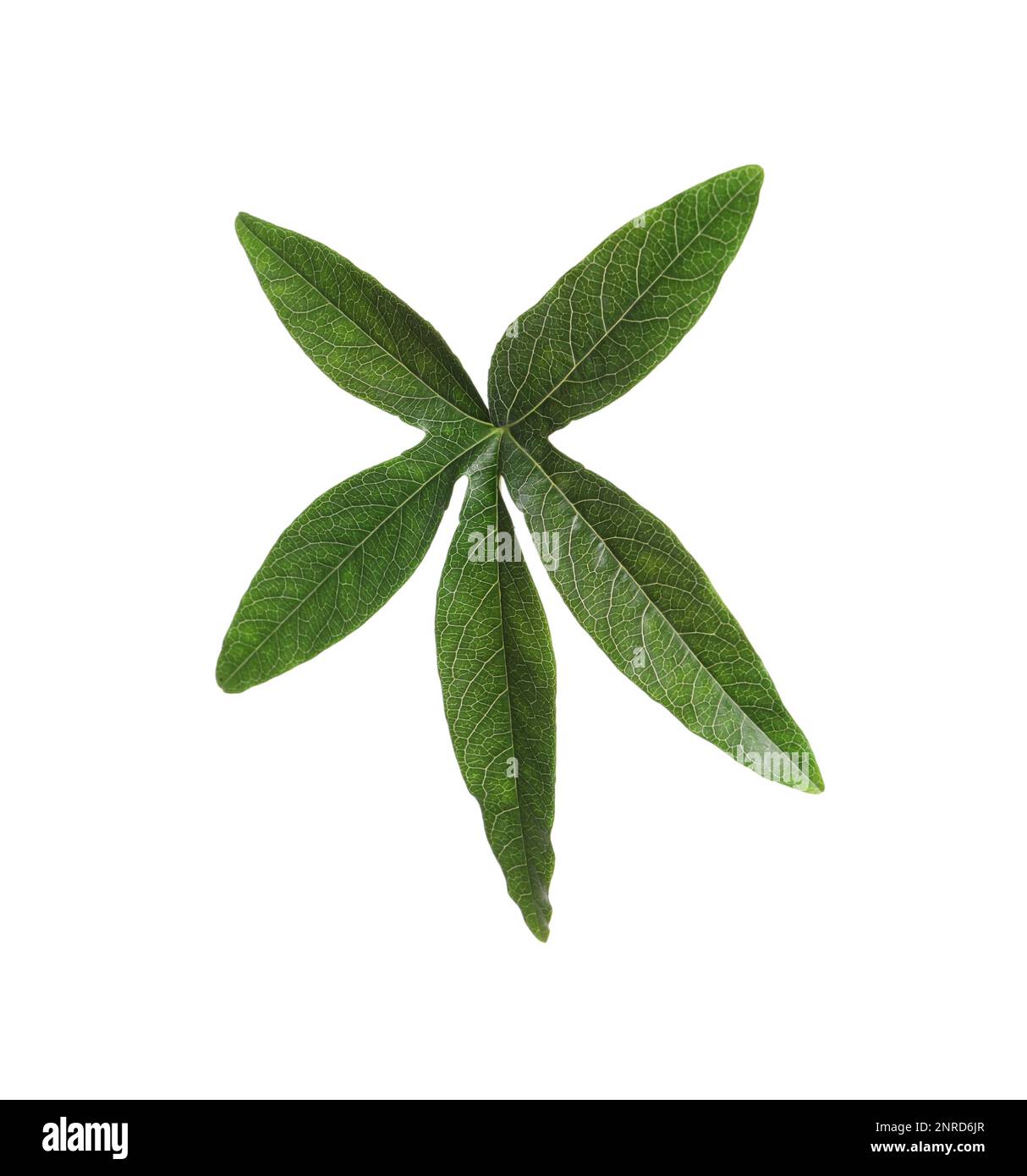 Passiflora leaf isolated on white. Passion fruit plant Stock Photo - Alamy