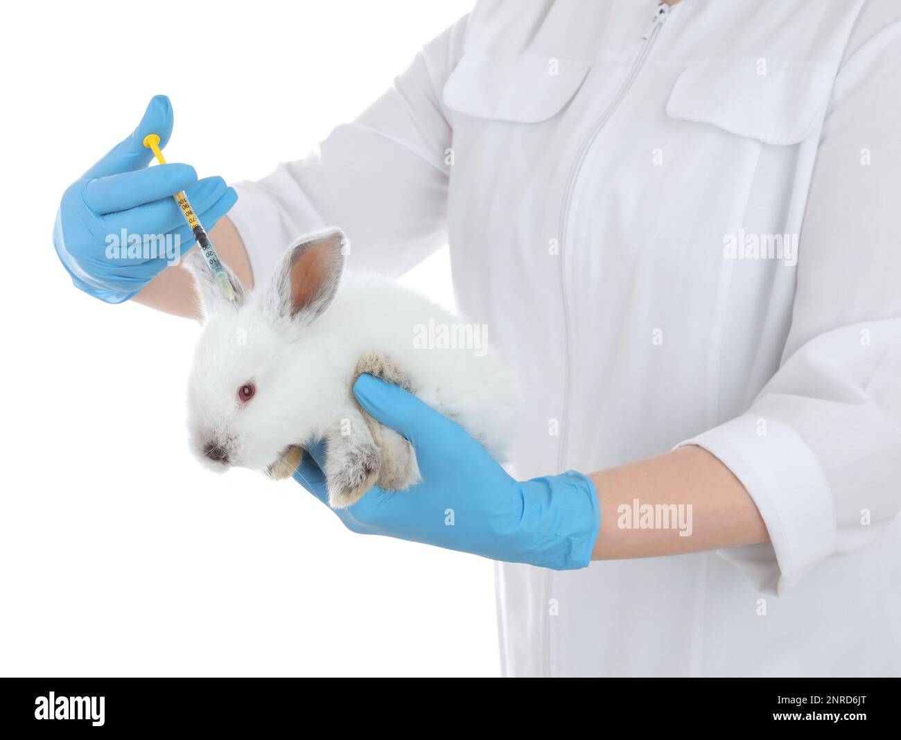 Scientist with syringe and rabbit on white background, closeup. Animal ...