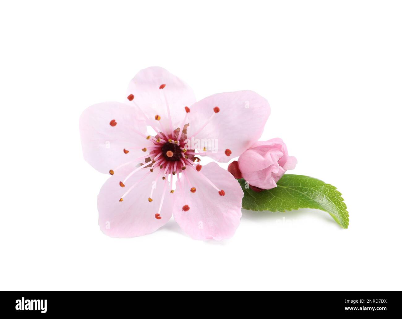 Beautiful pink sakura tree blossoms with green leaf isolated on white ...