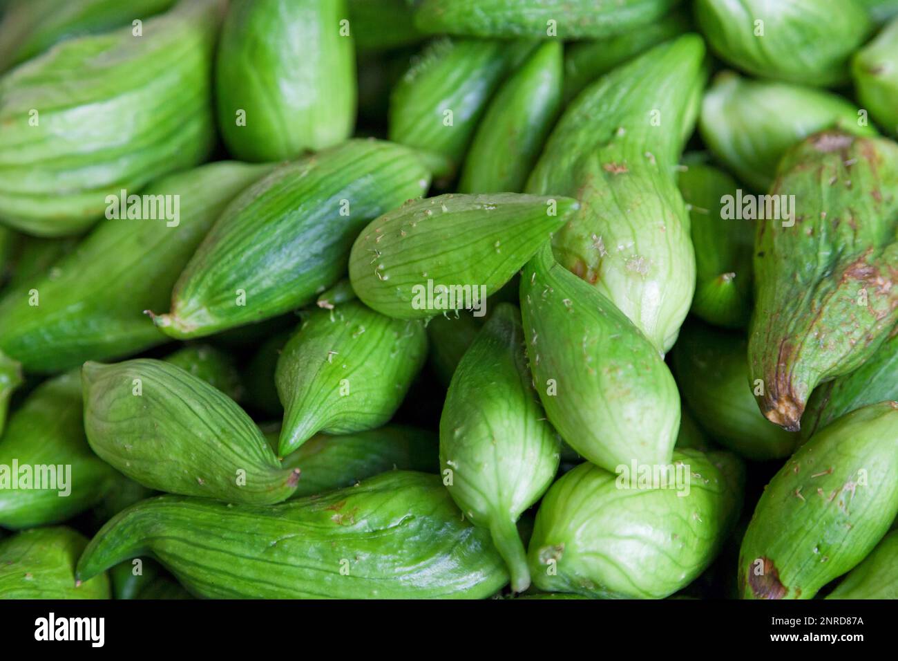 Close-up on a stack of stuffing cucumbers (Cyclanthera pedata) for sale ...