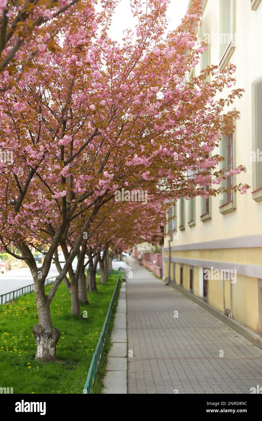 Blooming sakura trees hi-res stock photography and images - Alamy