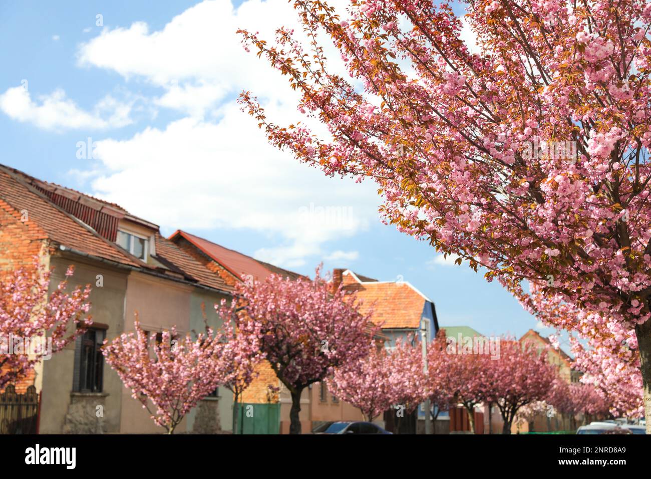 Blooming sakura trees hi-res stock photography and images - Alamy