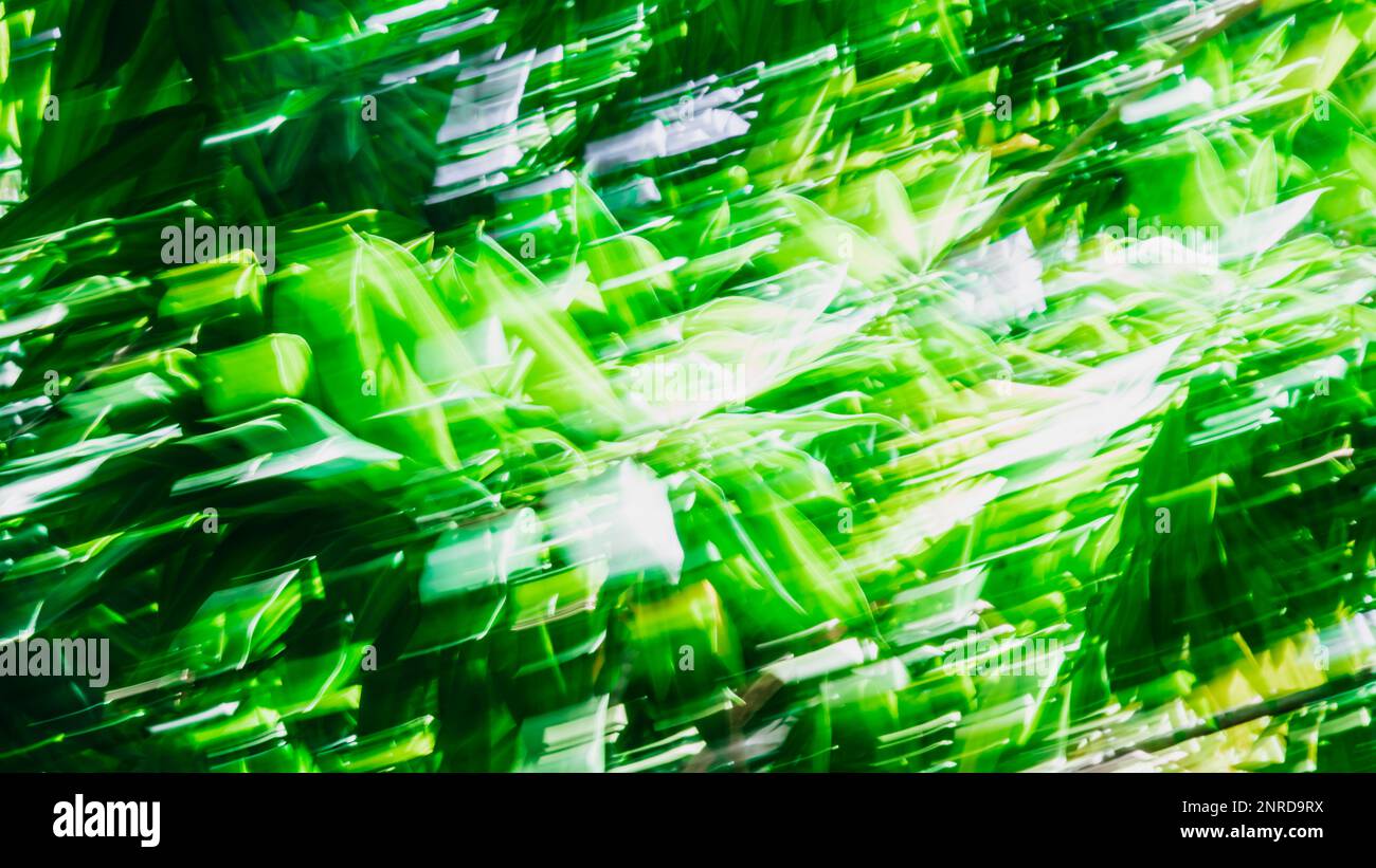 Abstract Nature Blurred dynamic motion lines defocused light bright ...