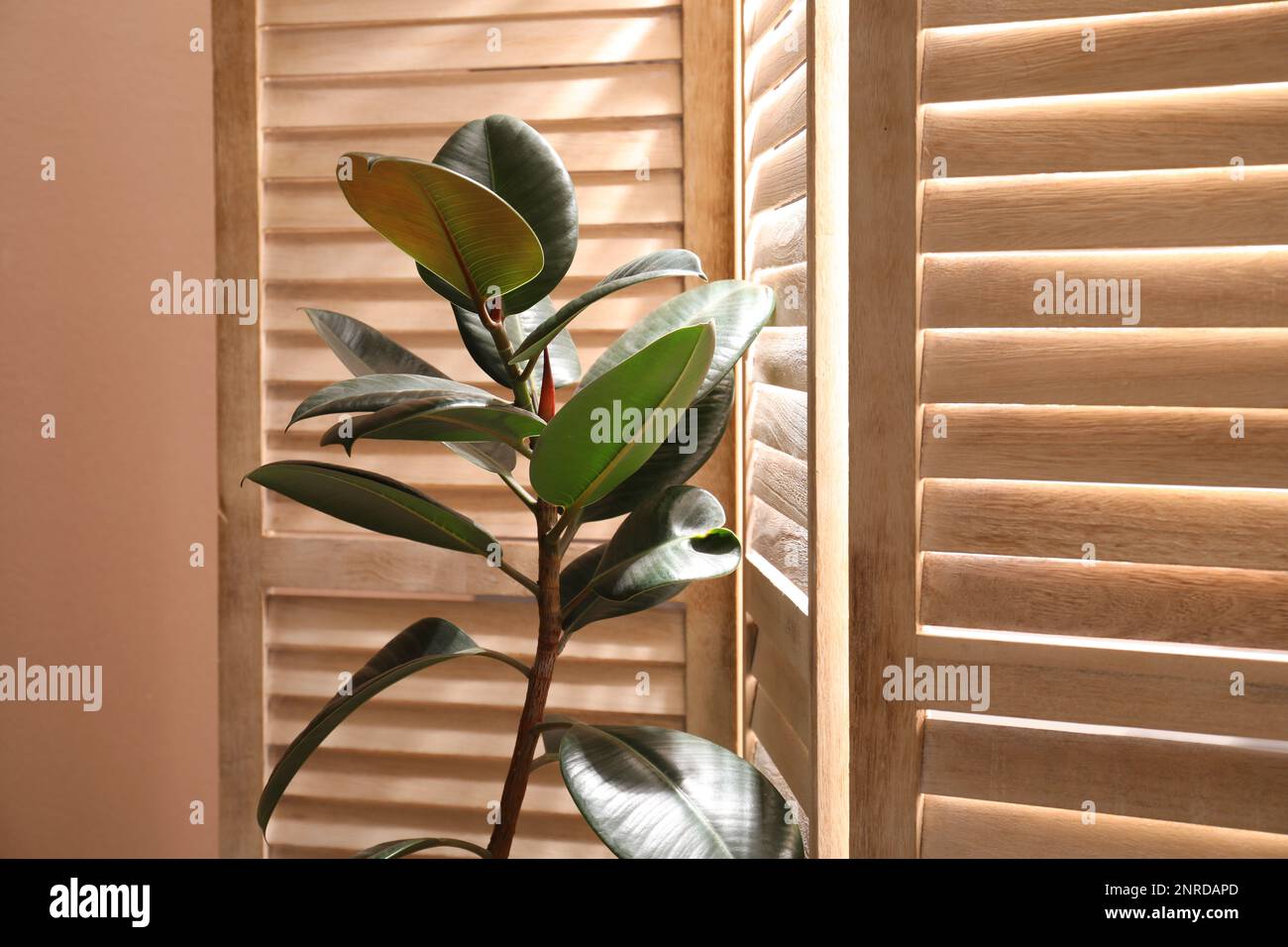 Beautiful Ficus elastica plant near folding screen indoors Stock Photo ...