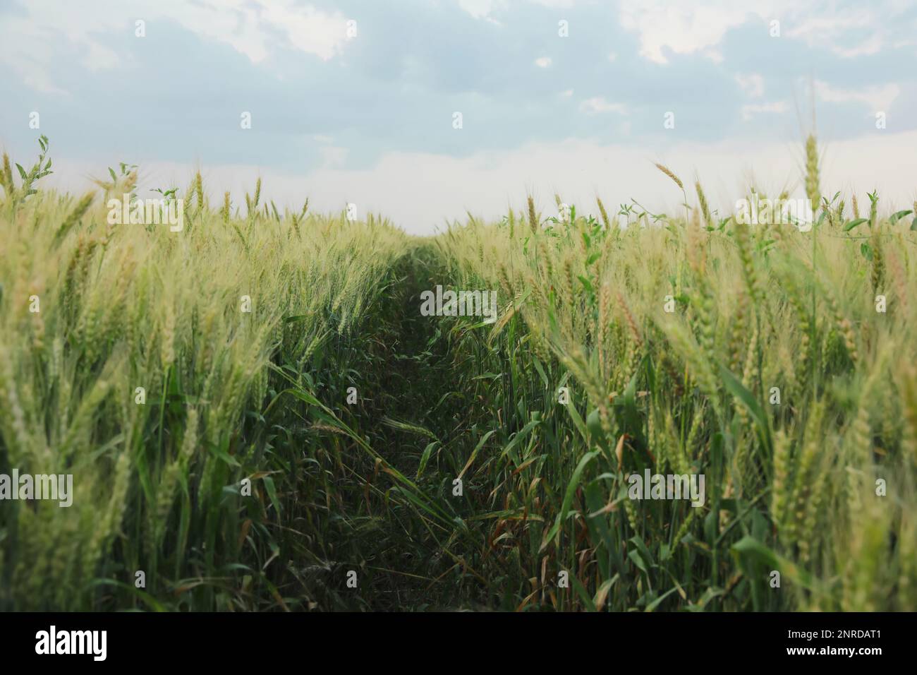 Agriculture field ripening wheat spikelets hi-res stock photography and ...