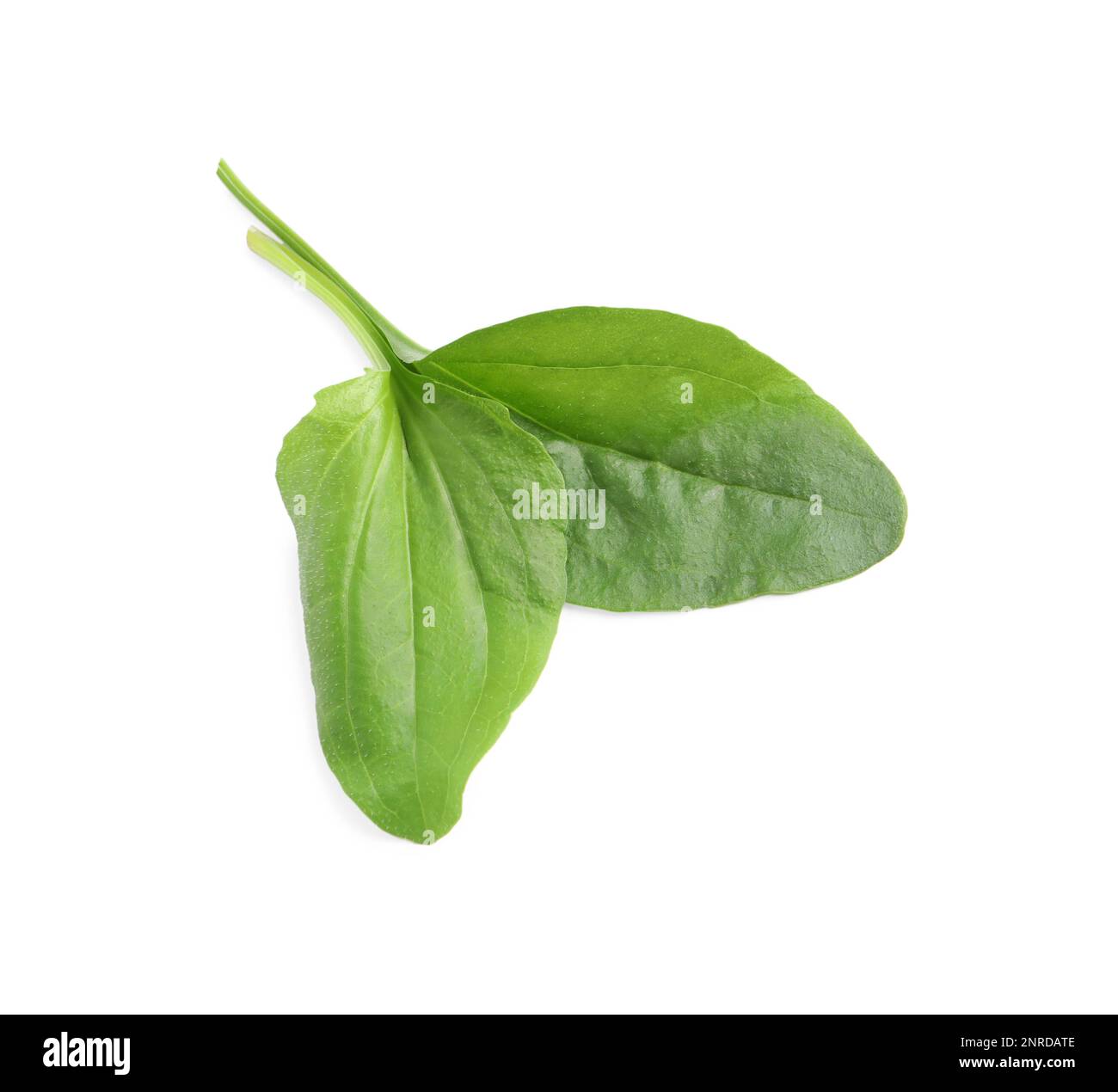 Green broadleaf plantain leaves on white background Stock Photo - Alamy