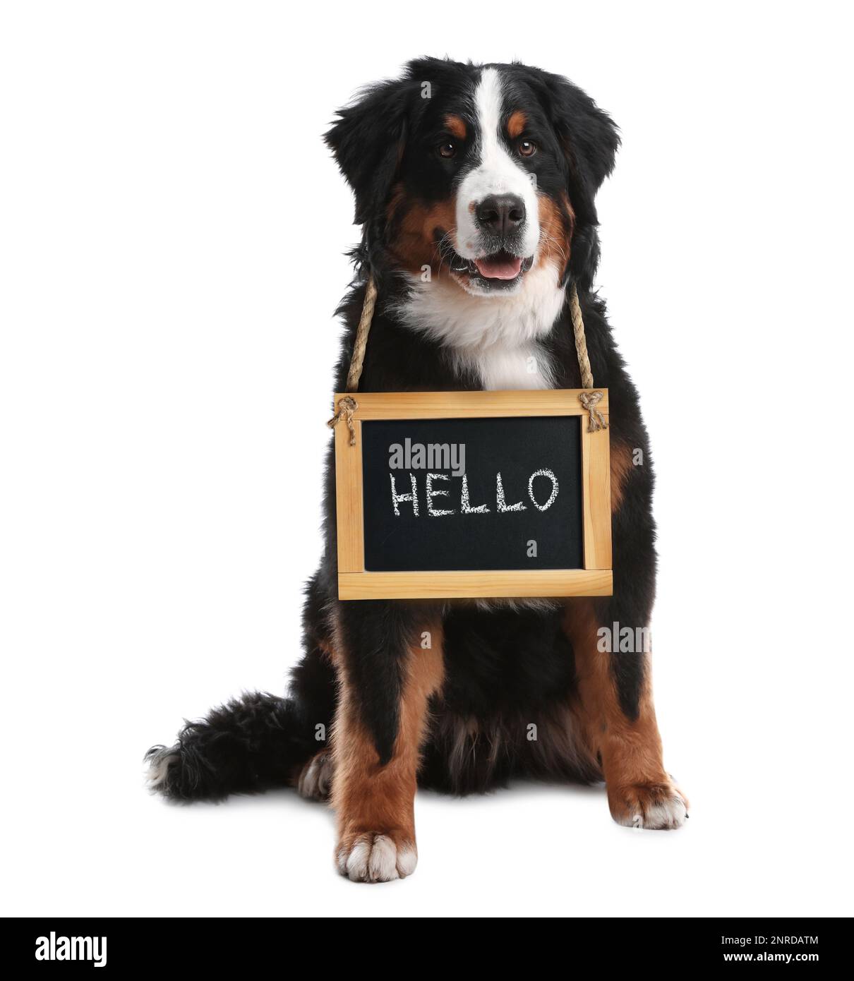 Adorable dog with Hello sign on white background Stock Photo - Alamy