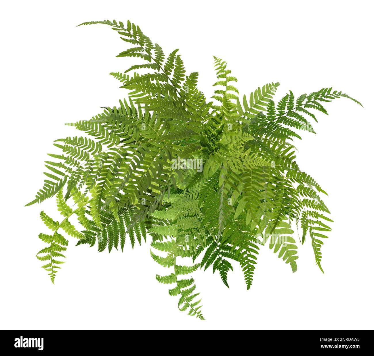Beautiful tropical fern leaves on white background Stock Photo - Alamy