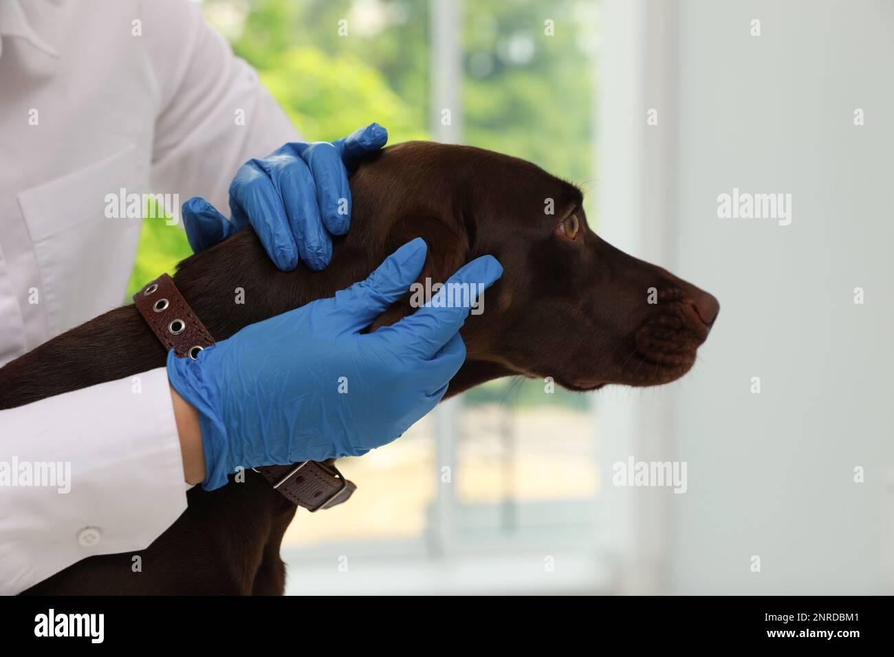 Veterinarian examining dog's skin for ticks in clinic, closeup Stock ...