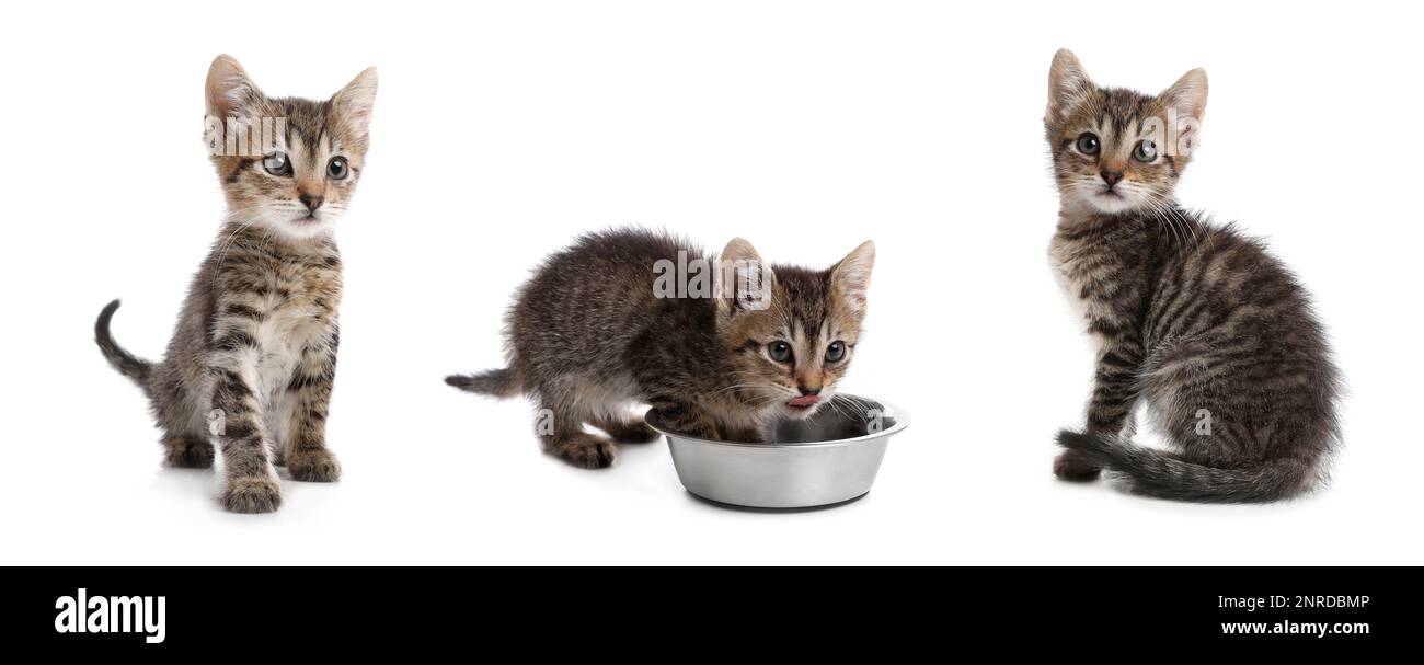 Adorable tabby kittens on white background, collage. Banner design ...