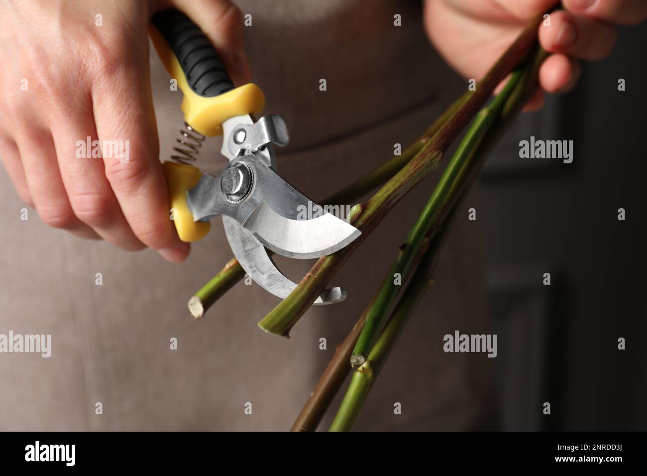 Female florist pruning flower stalk hi-res stock photography and images ...