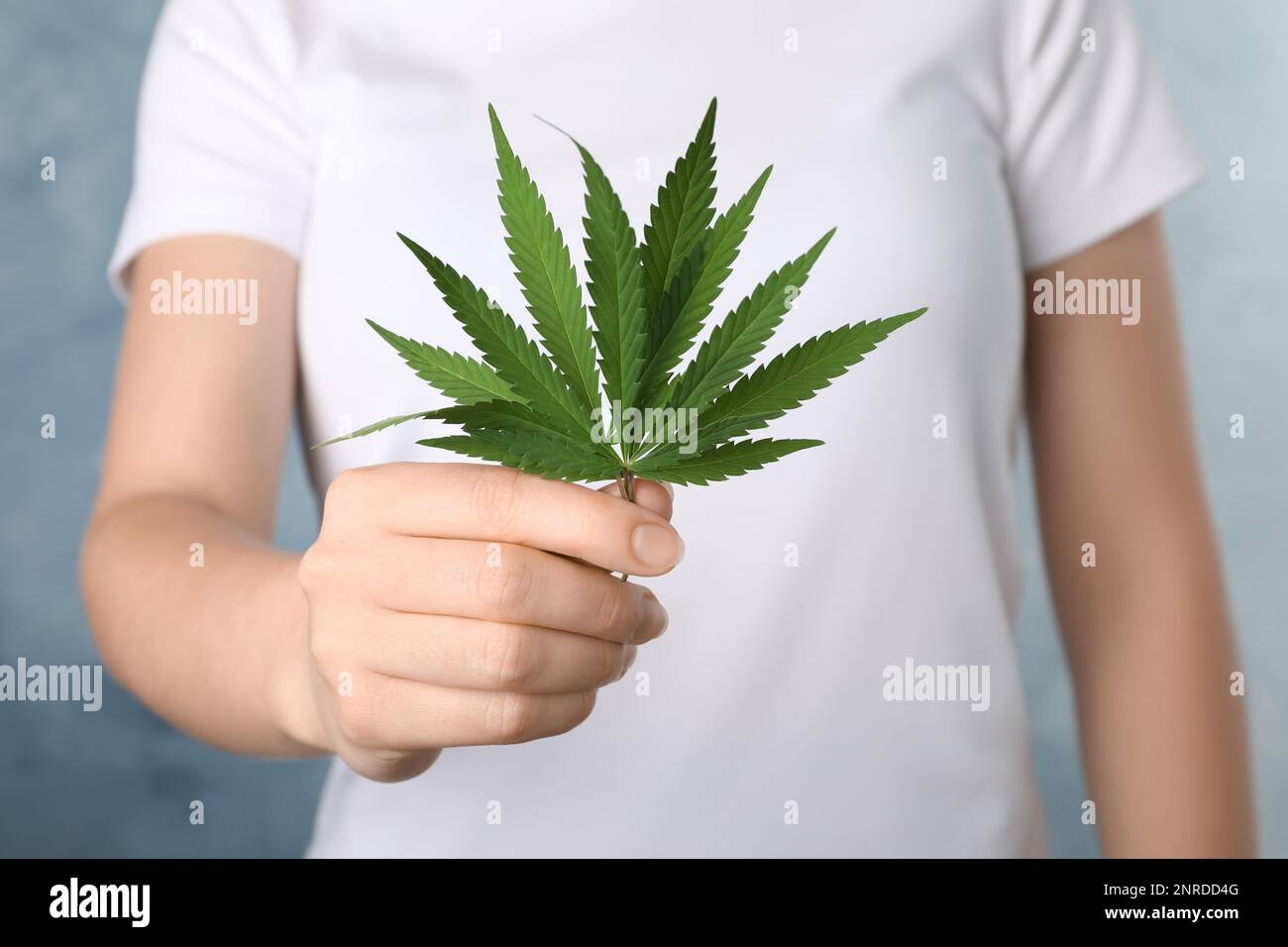 Green hemp leaves hi-res stock photography and images - Alamy