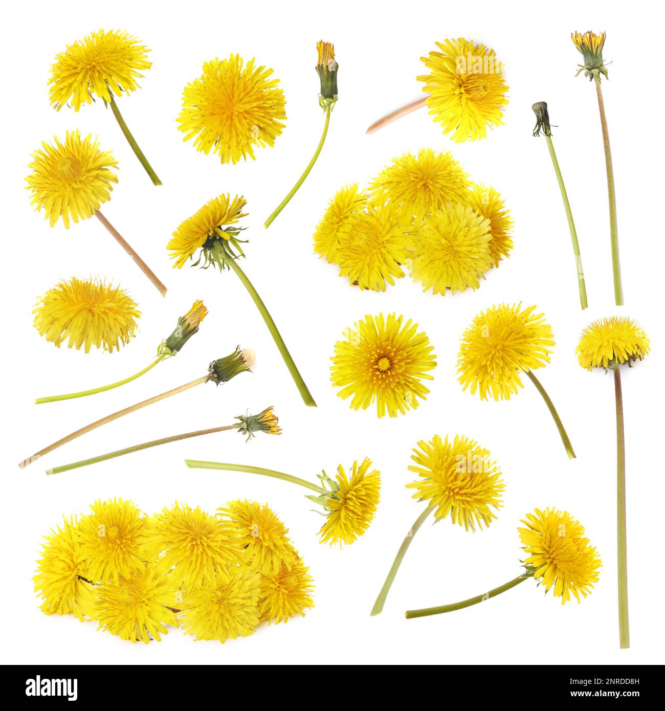 Dandelions group Cut Out Stock Images & Pictures - Alamy