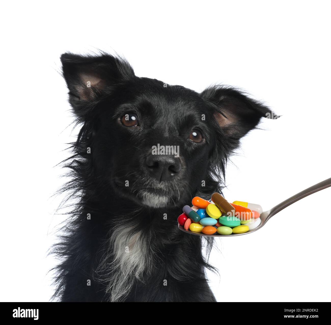 Animal medicine tablets hi-res stock photography and images - Alamy