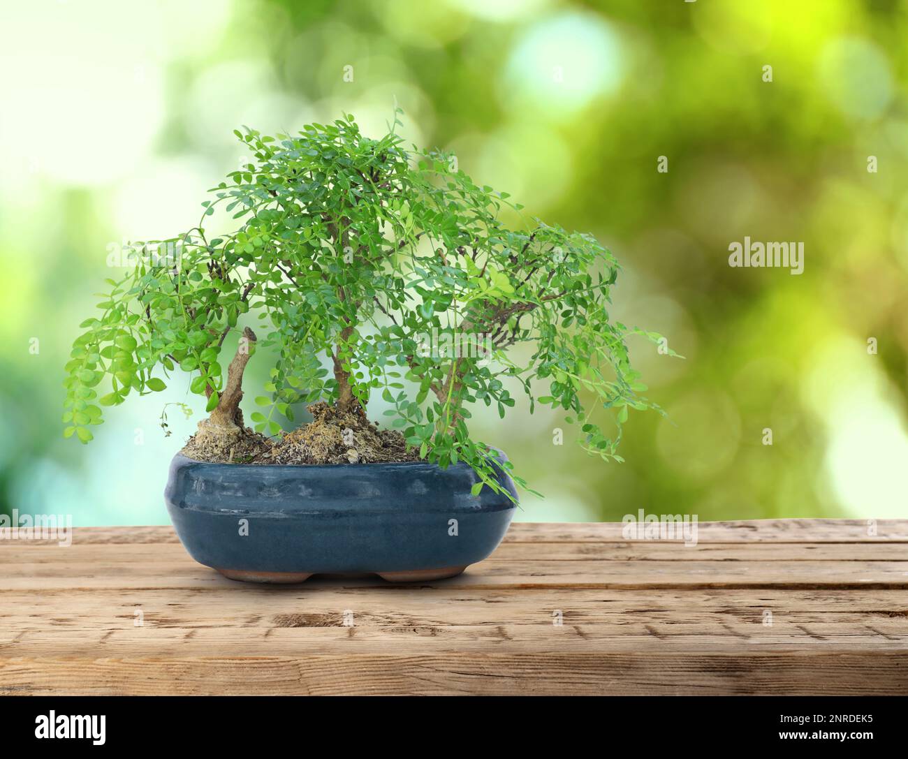 Bonsai display table hi-res stock photography and images - Alamy