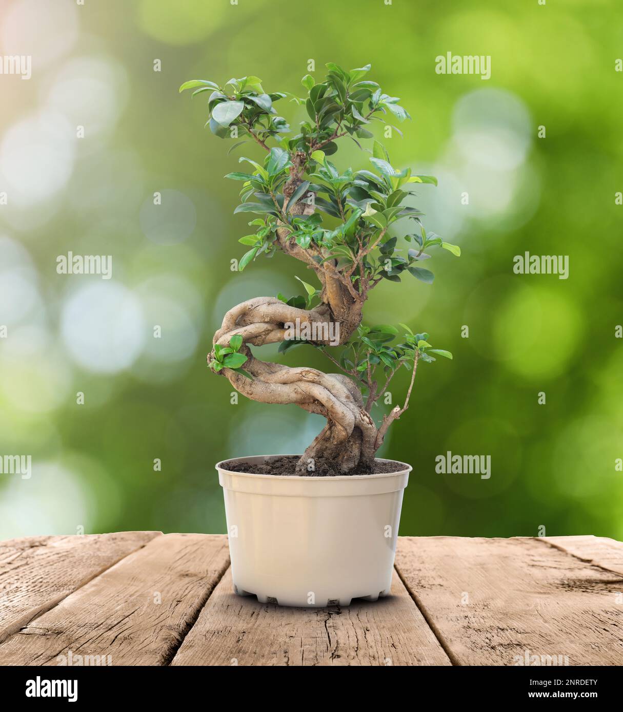 Bonsai display table hi-res stock photography and images - Alamy
