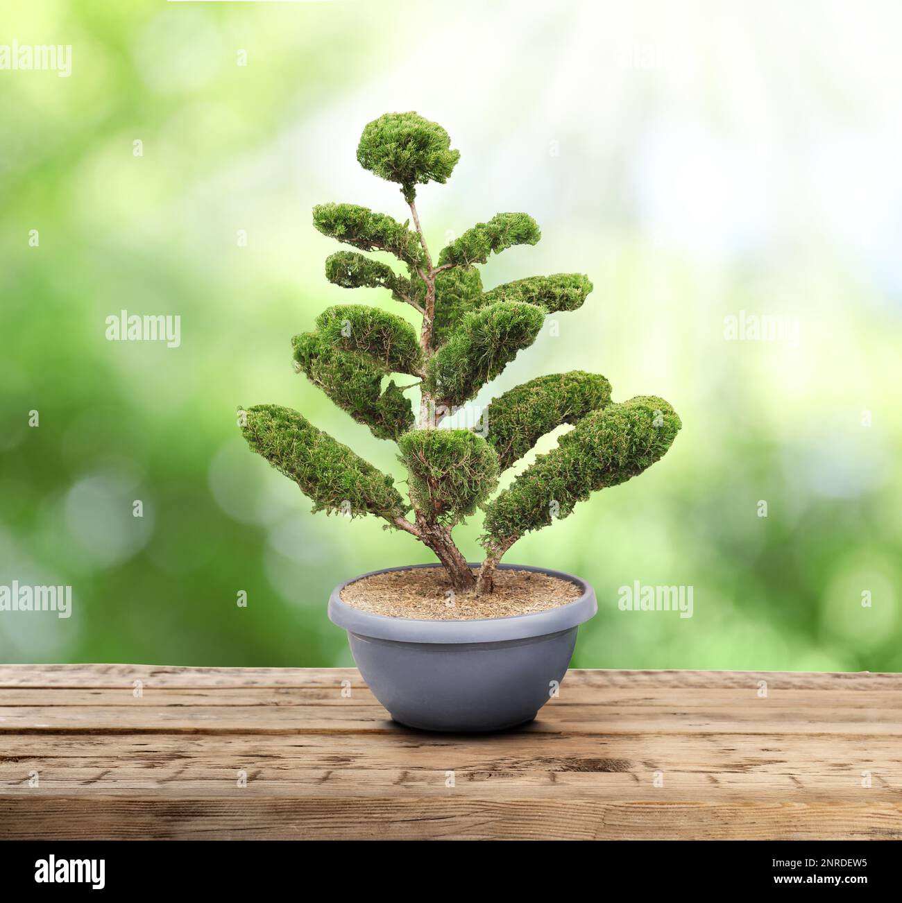 Beautiful bonsai tree in pot on wooden table outdoors Stock Photo - Alamy