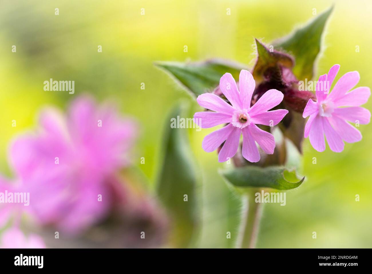 A vibrant pink flower blooms atop the delicate green stalk of a budding ...