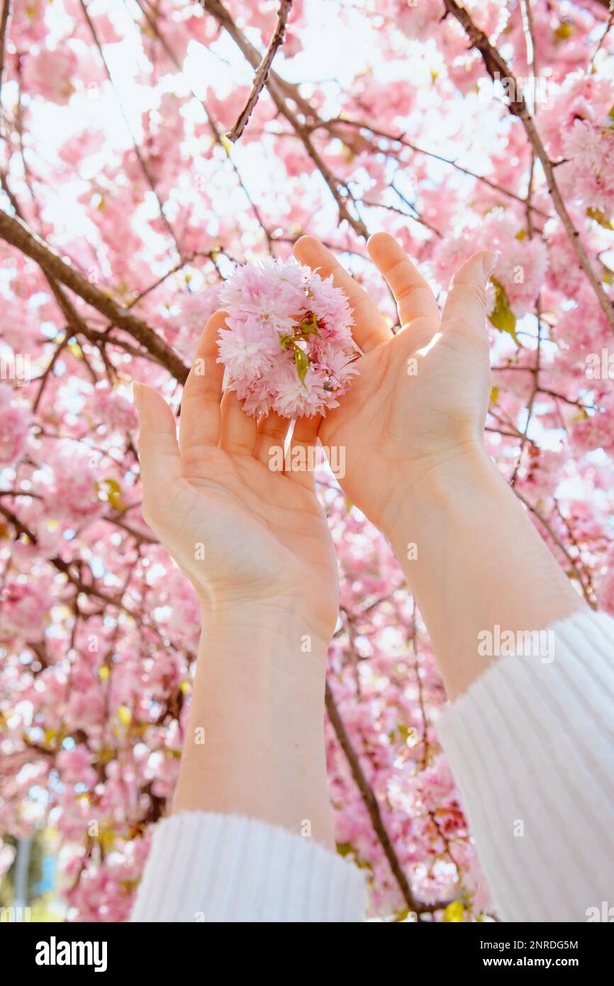 woman hand touching blooming sakura tree Stock Photo - Alamy