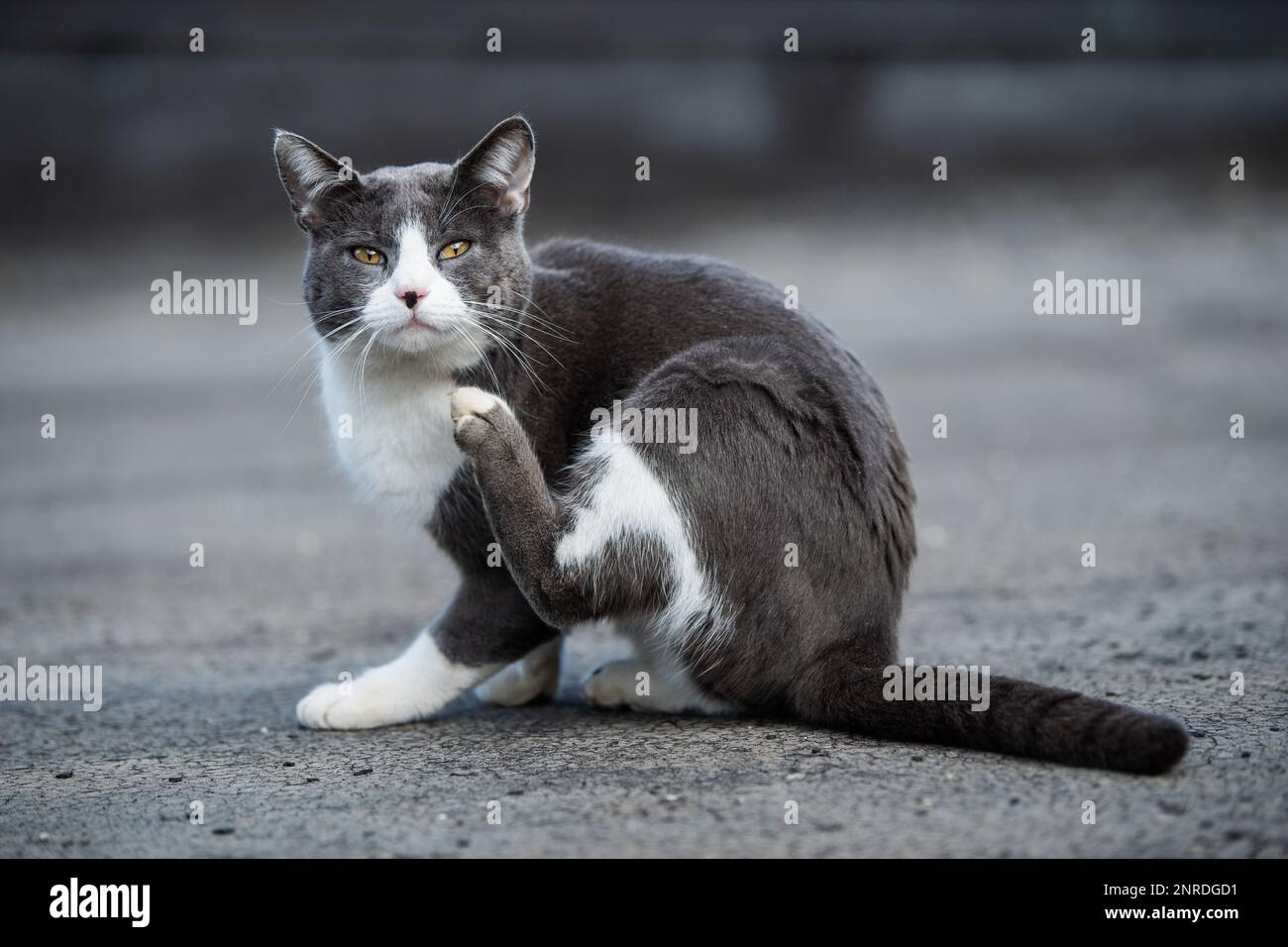 Cute cat sitting on a terrace and scratches himself Stock Photo - Alamy
