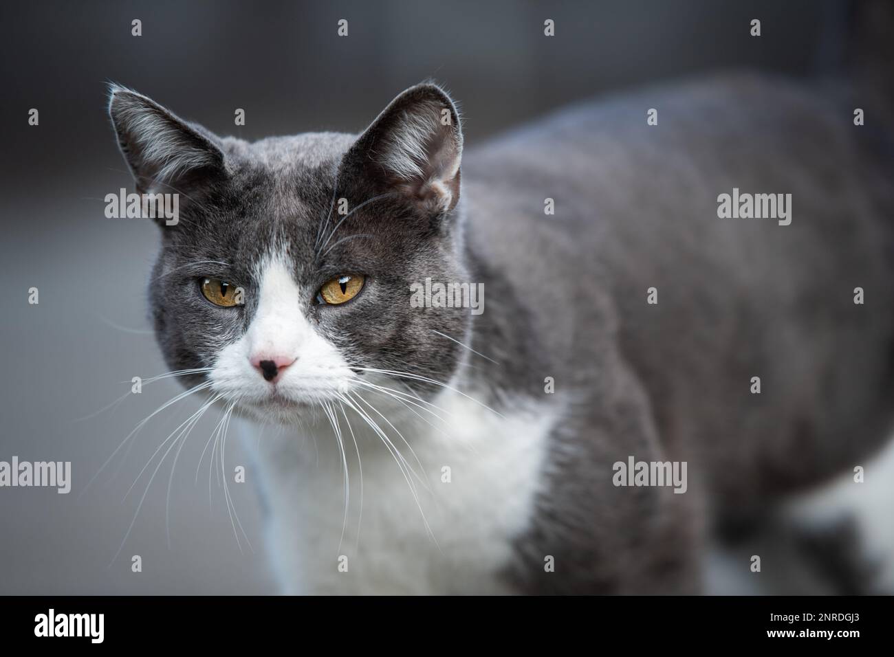 Domestic cat in nature background Stock Photo - Alamy