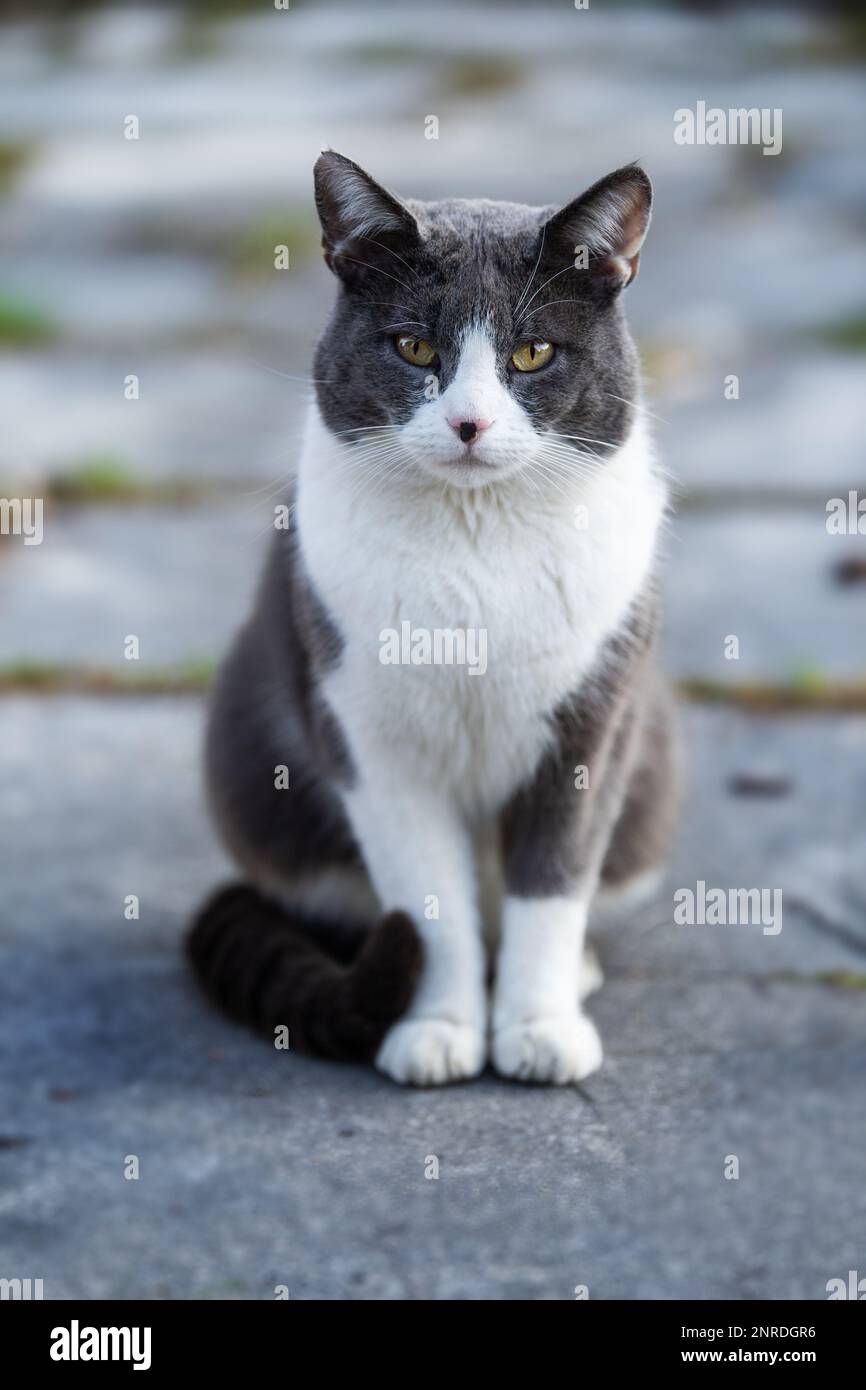 Cute cat sitting on a terrace Stock Photo - Alamy