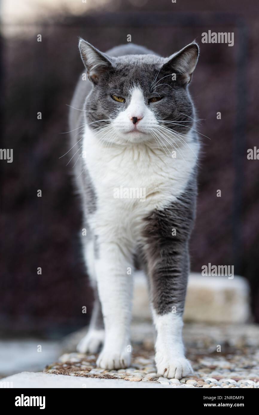 Domestic cat in nature background Stock Photo - Alamy
