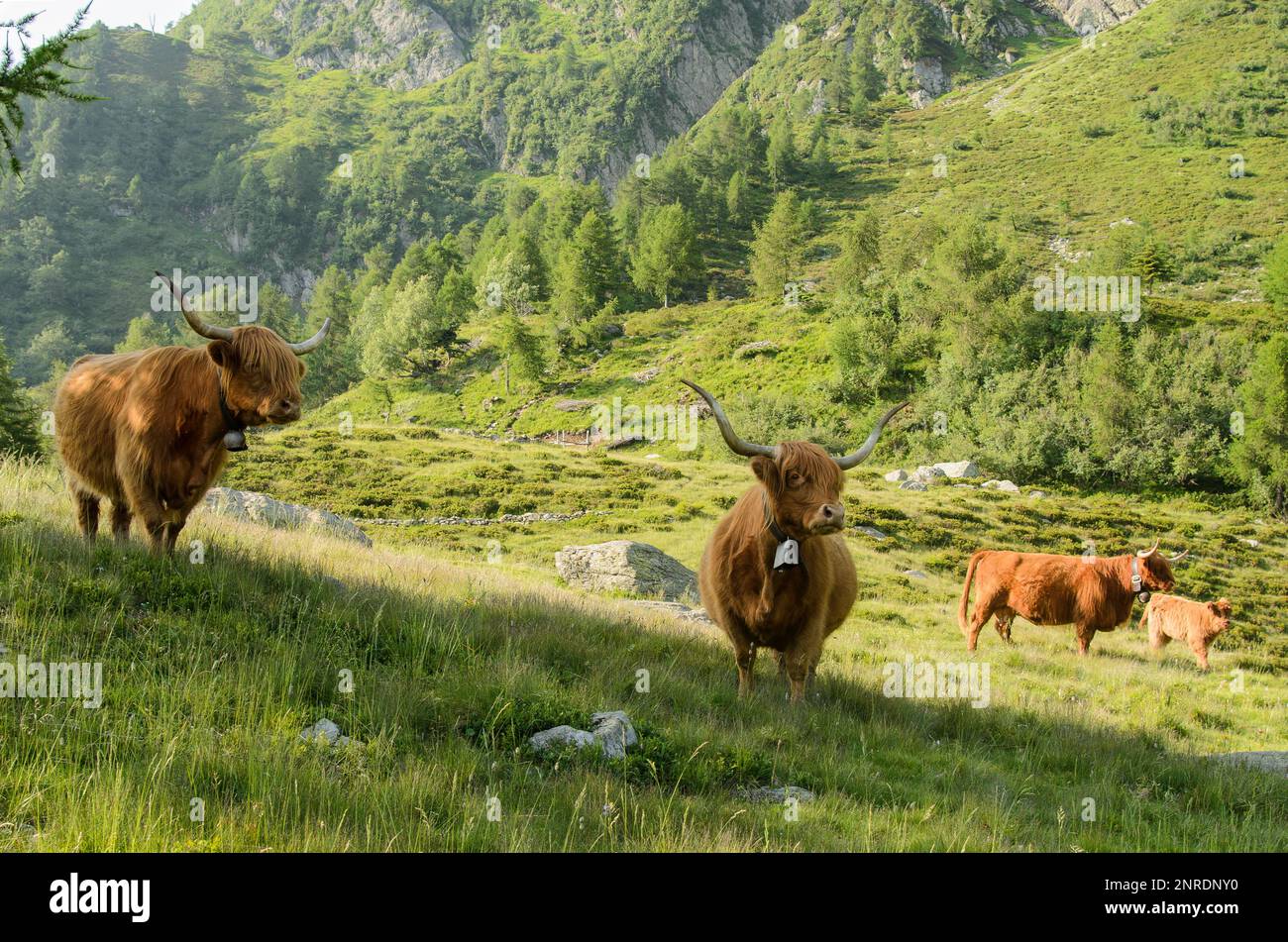 Highland cattles grazing in mountain pasture Stock Photo - Alamy