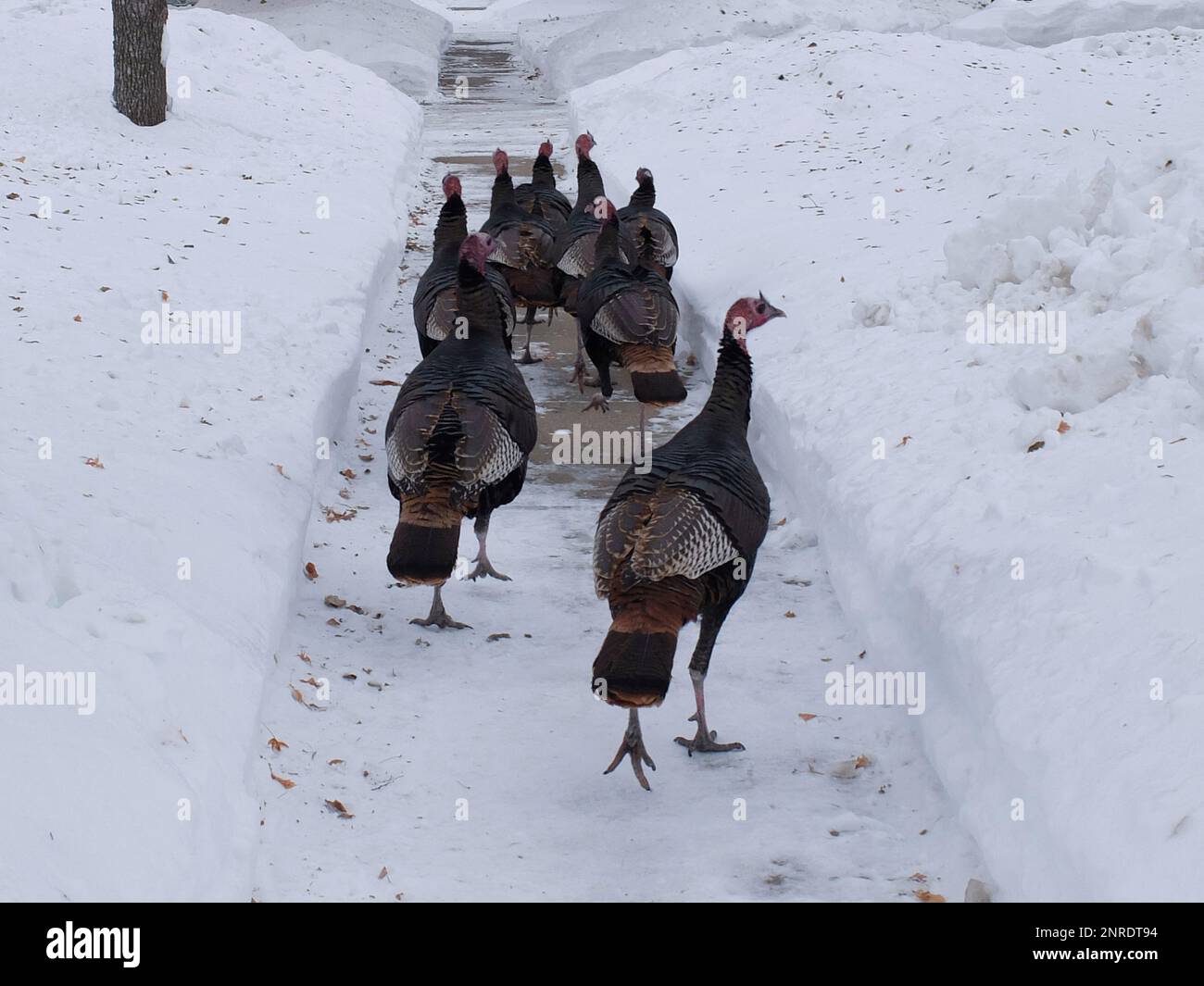 Wild turkeys in a residential neighborhood in Moorhead, Minn., on Jan ...