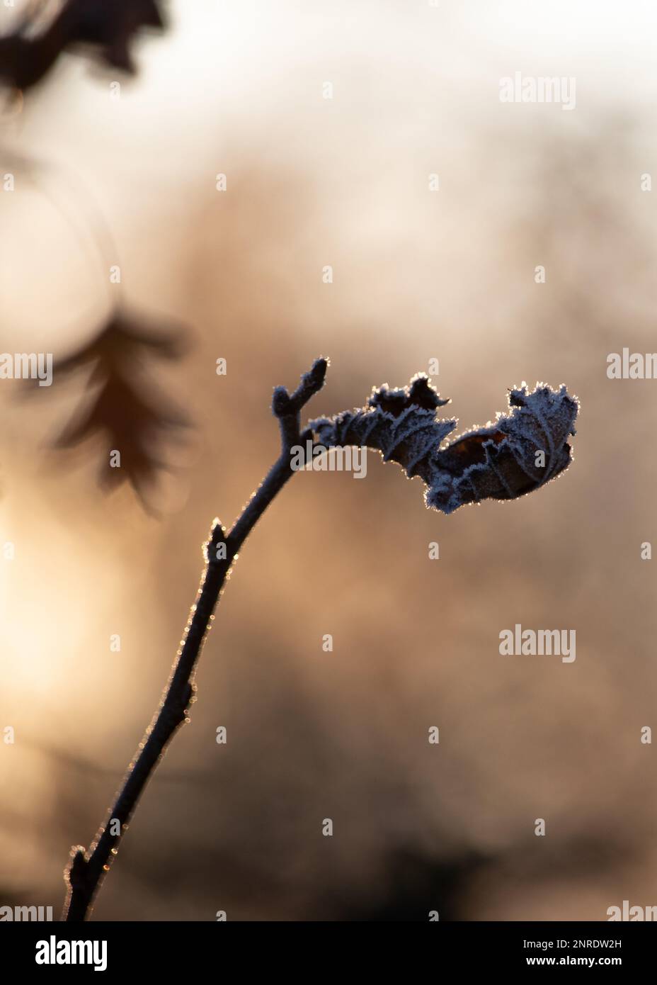 Twig crunch hi-res stock photography and images - Alamy