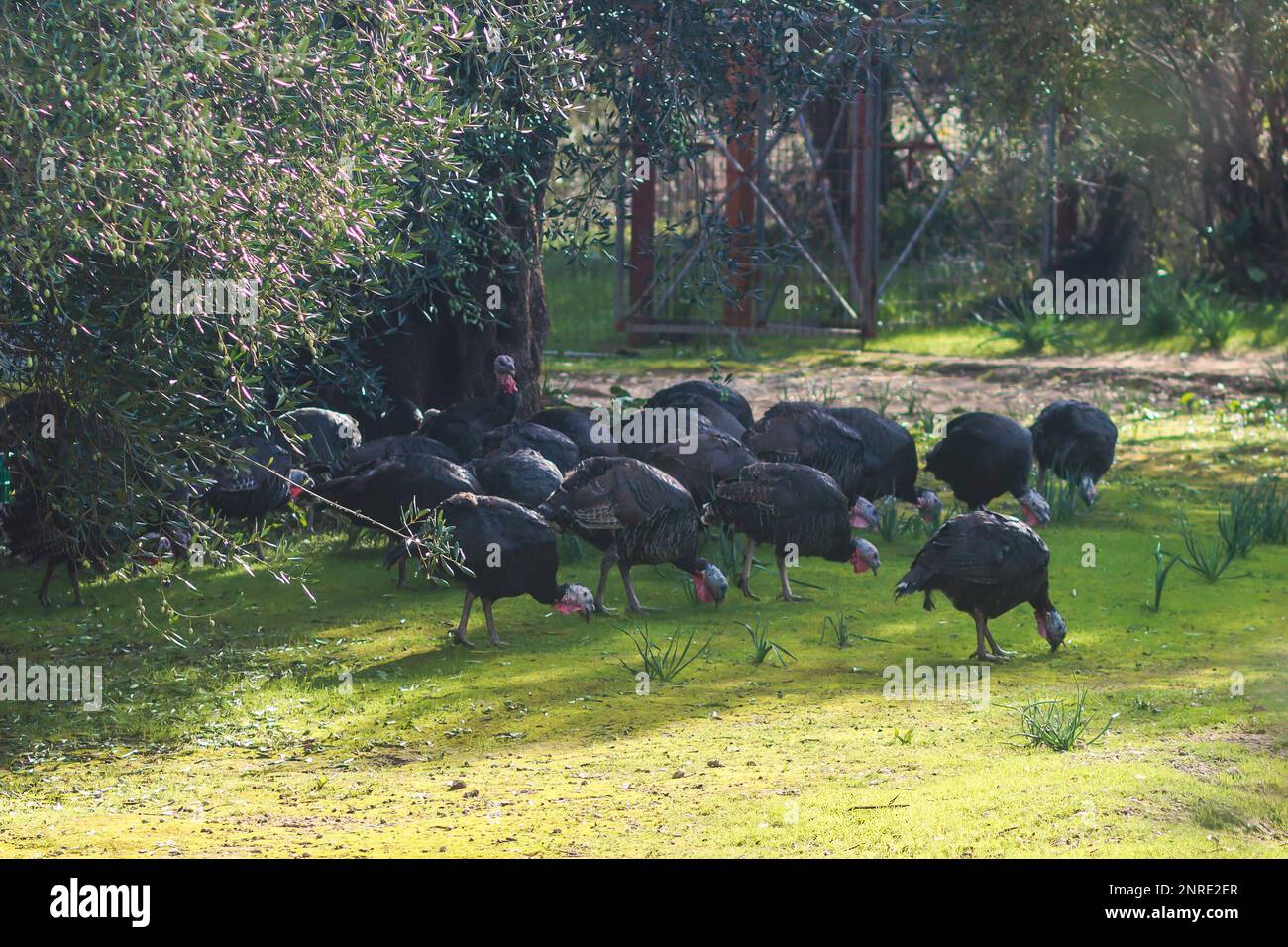 View of bronze and black turkey flock on a farm, brood turkeys on ...
