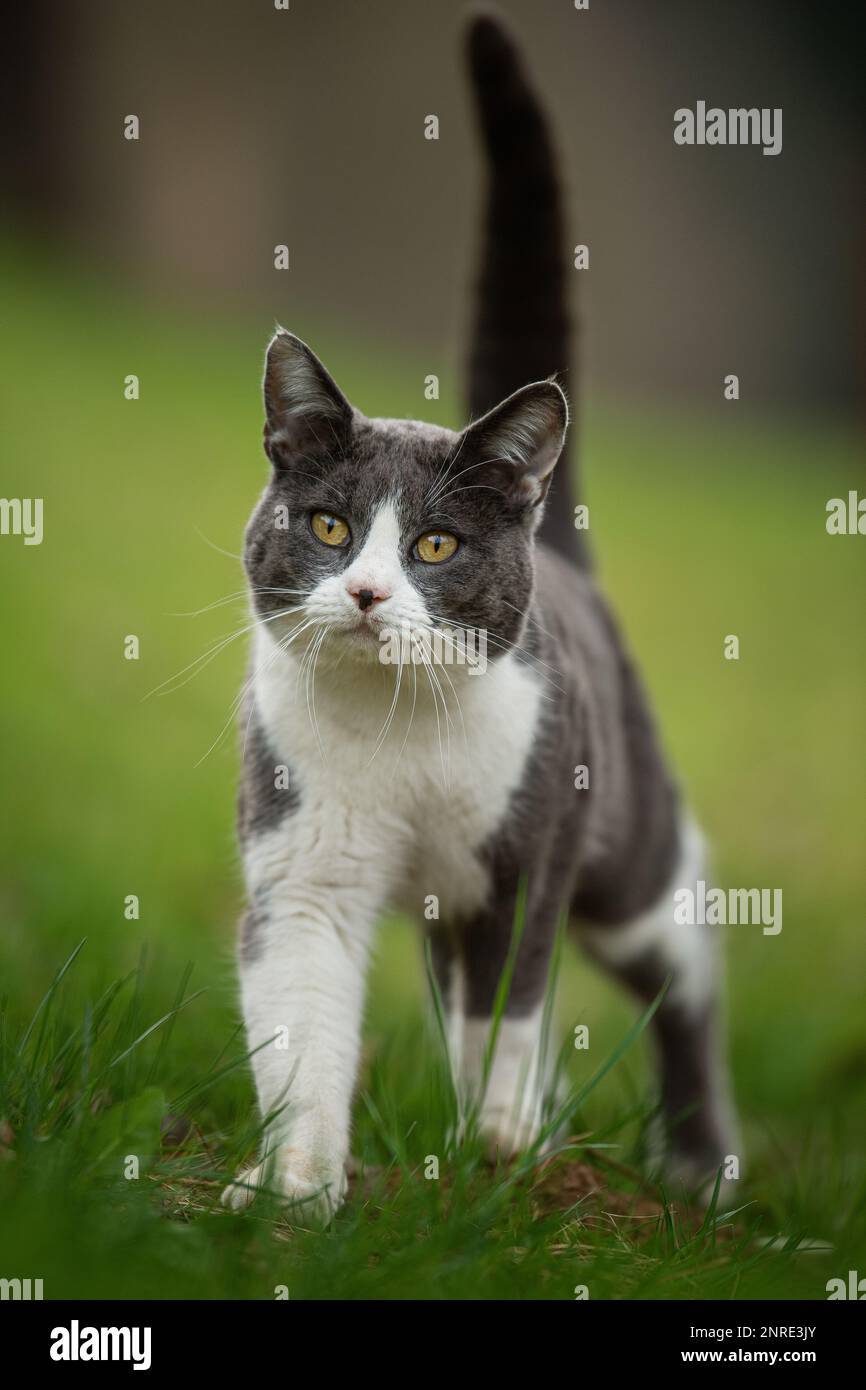 Domestic cat walking in hi-res stock photography and images - Alamy