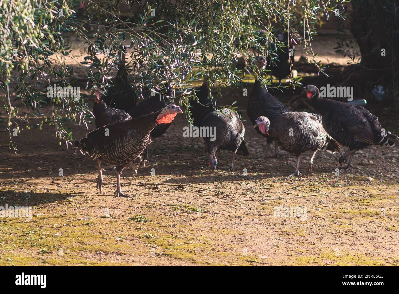 View of bronze and black turkey flock on a farm, brood turkeys on ...
