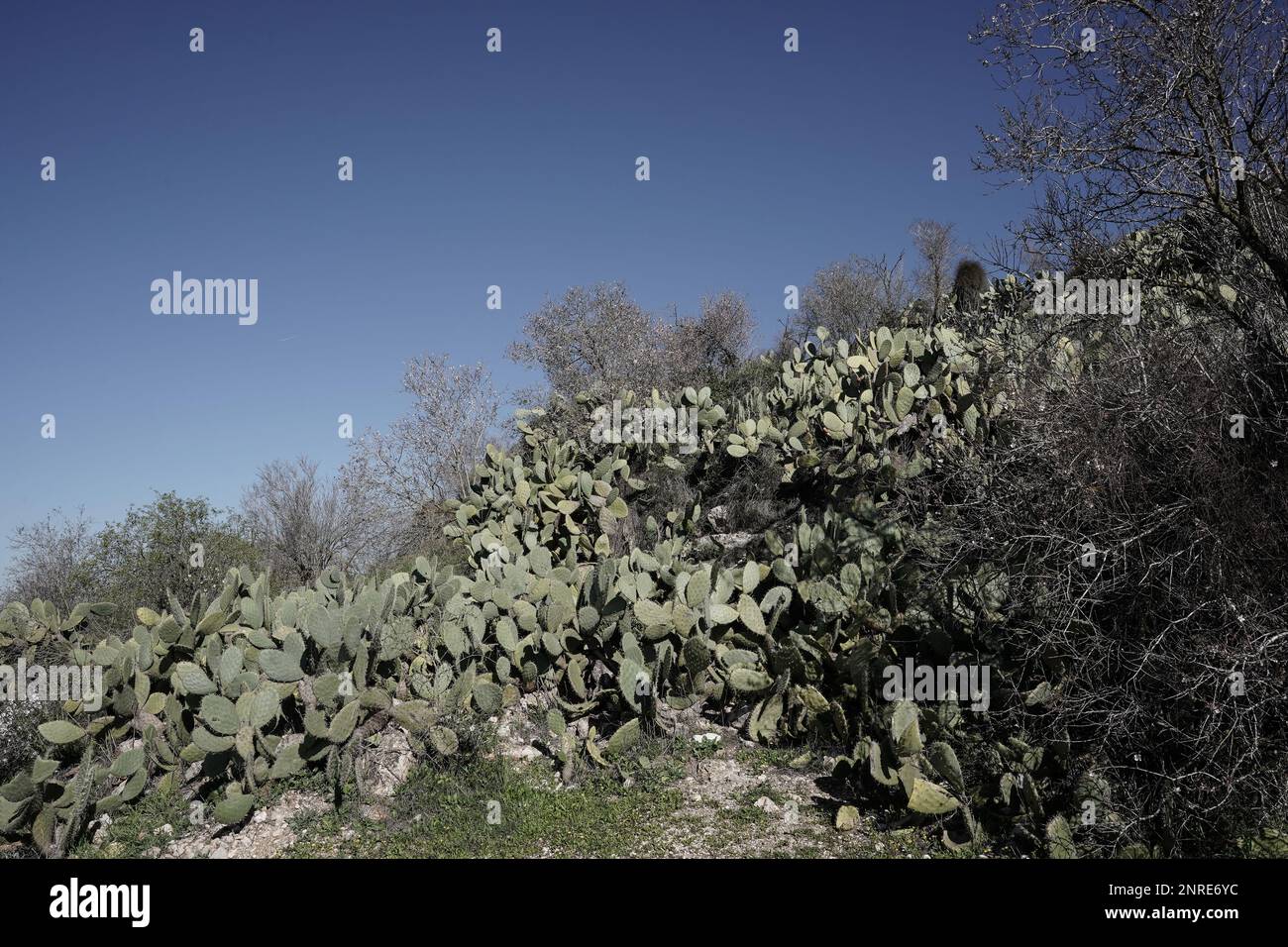 A view of Tel Tzuba in the Jerusalem Hills Stock Photo - Alamy