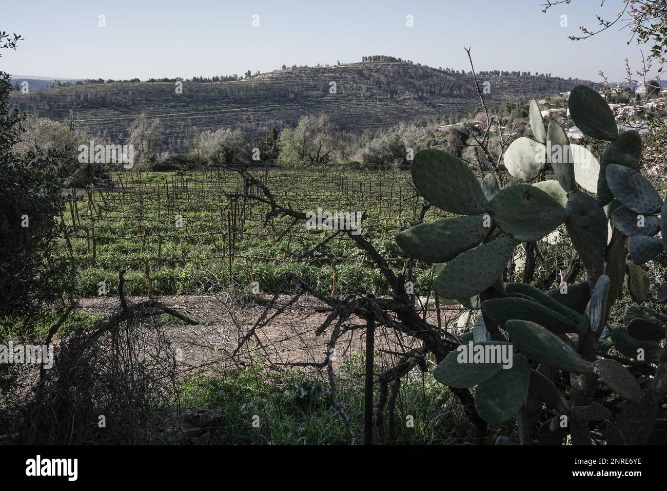 Kibbutz tzuba hi-res stock photography and images - Alamy