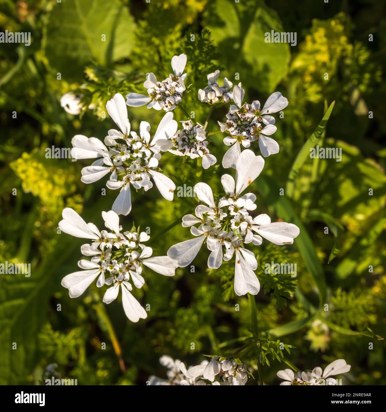 Scandix australis subsp australis hi-res stock photography and images ...