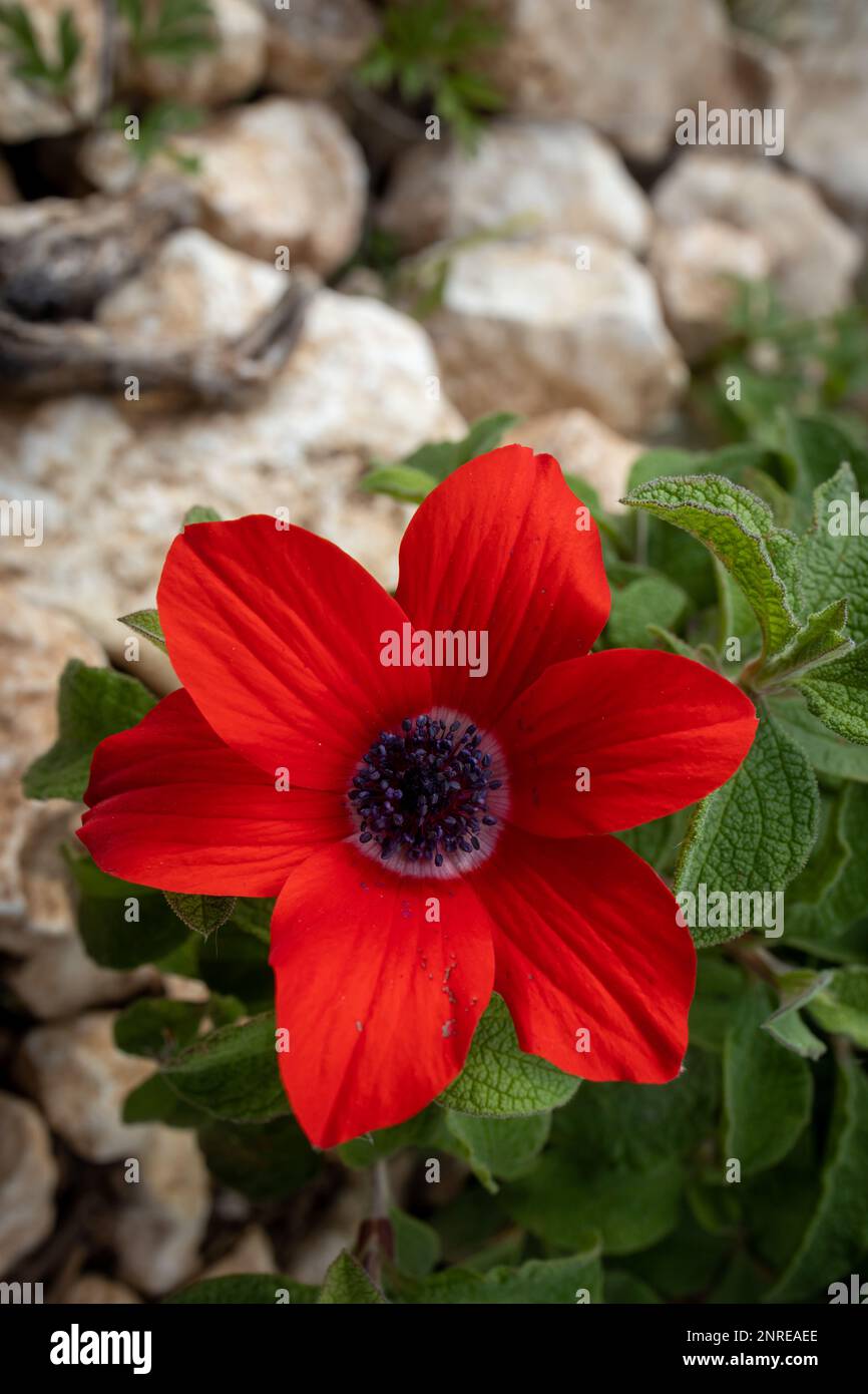 Israel negev field red poppy hi-res stock photography and images - Alamy
