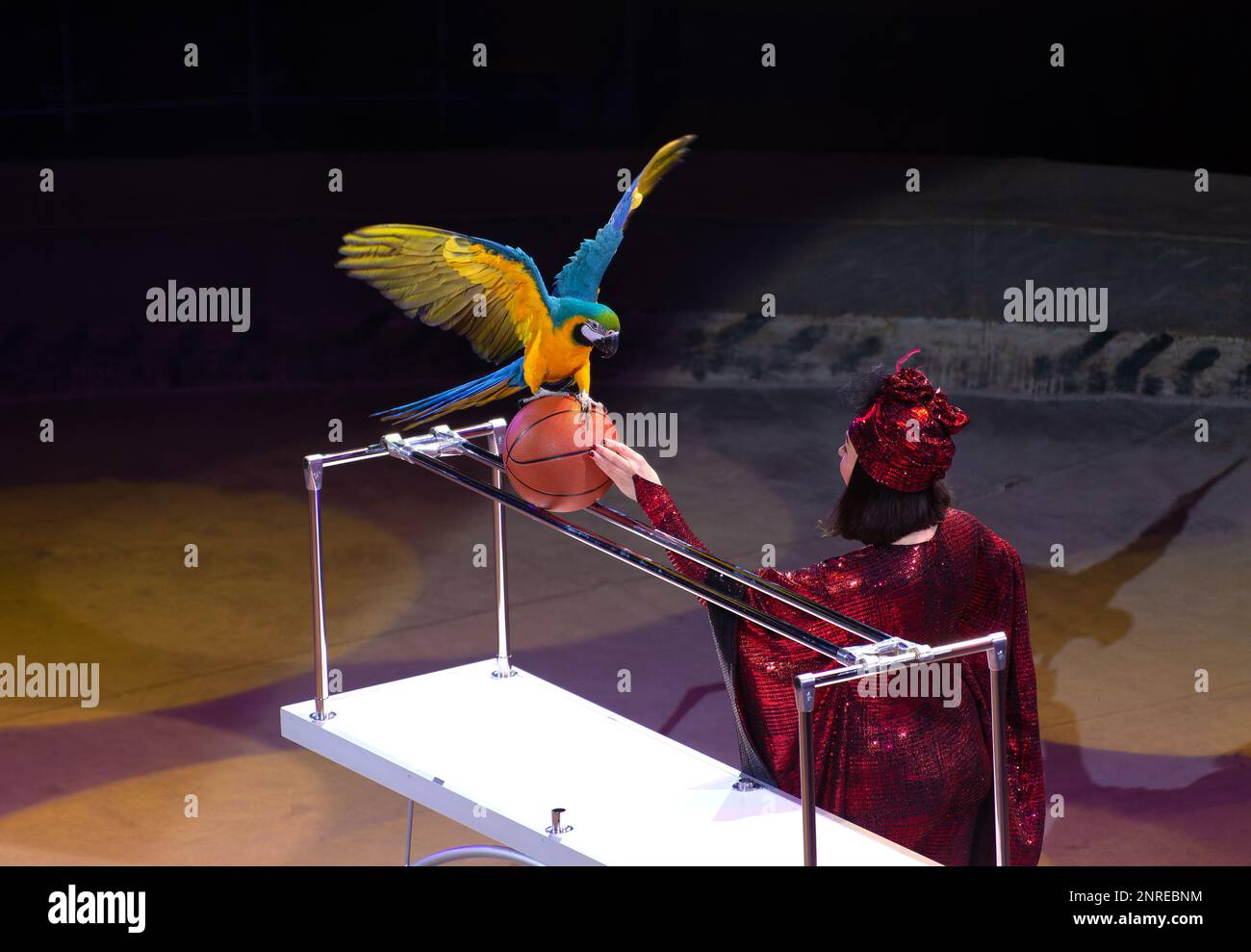 Image of a large bright macaw parrot on a basketball in a circus Stock ...
